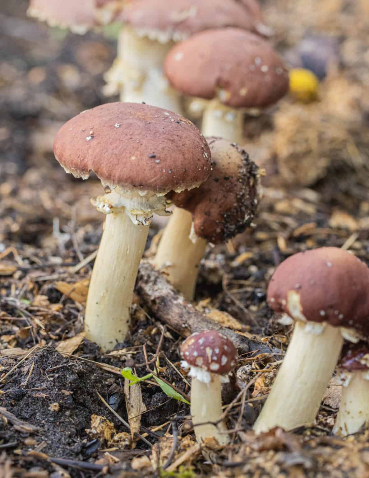 Grilled Wine Cap Mushrooms with Herb Sauce - Forager | Chef