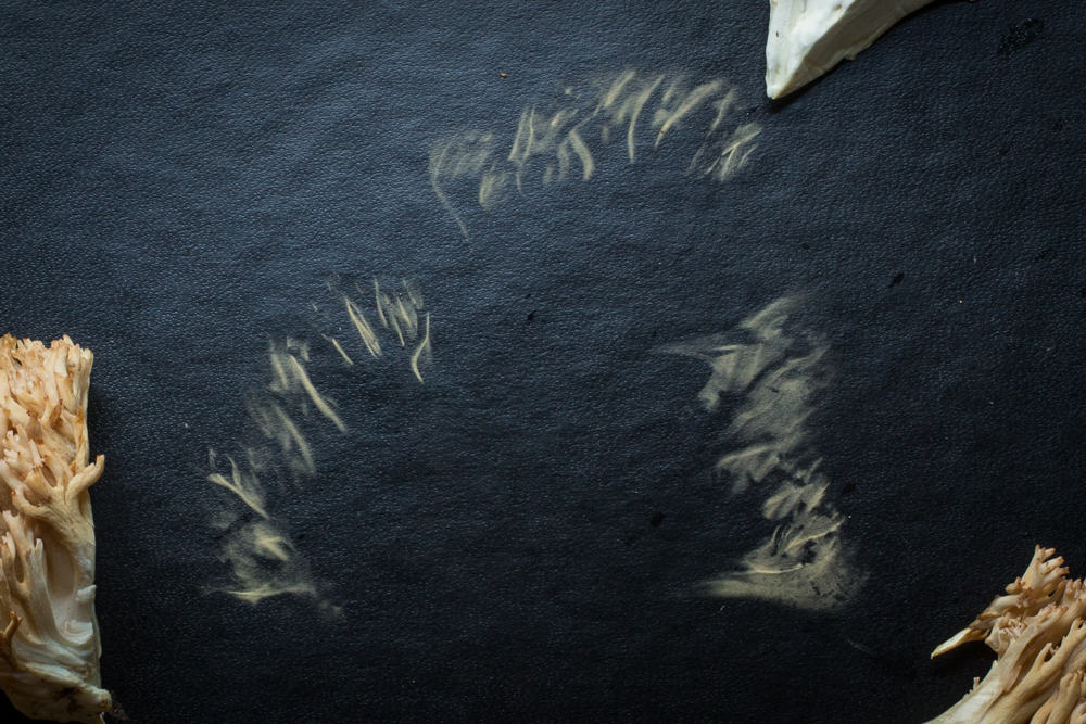 Foraging and Cooking Pink Coral Mushrooms (Ramaria botrytis)