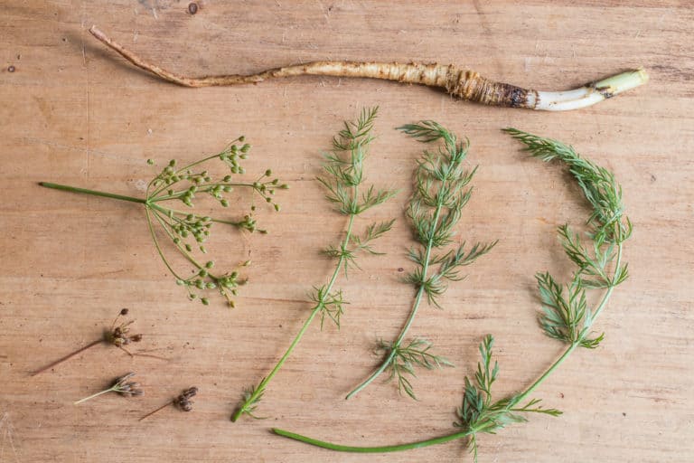 Foraging and Cooking Wild Caraway (Carum carvi) - Forager | Chef