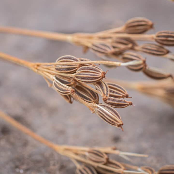 Foraging and Cooking Wild Caraway (Carum carvi) - Forager | Chef