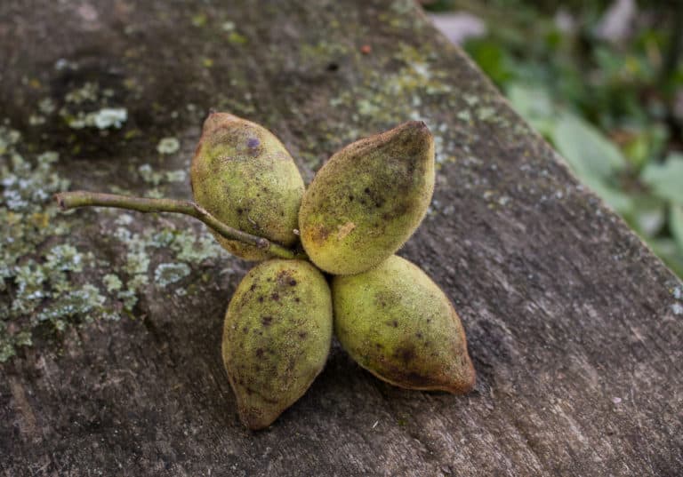Black Walnuts: Harvesting, Cracking and Uses - Forager | Chef