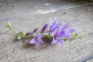 Creeping Bellflower: An Invasive, Edible Weed - Forager | Chef
