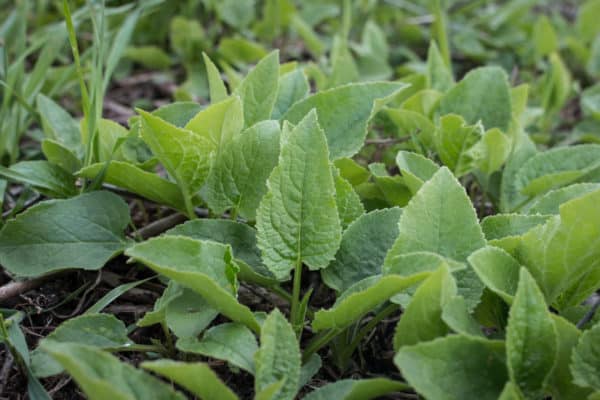 Creeping Bellflower: An Invasive, Edible Weed - Forager | Chef