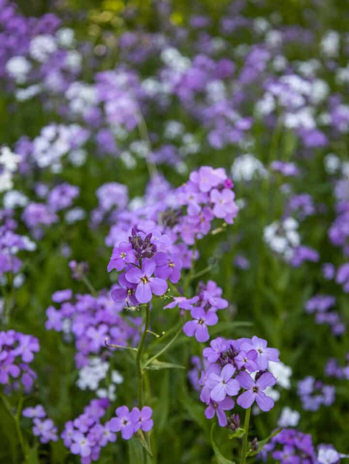 Dames Rocket: A Deliciously Invasive Plant - Forager | Chef