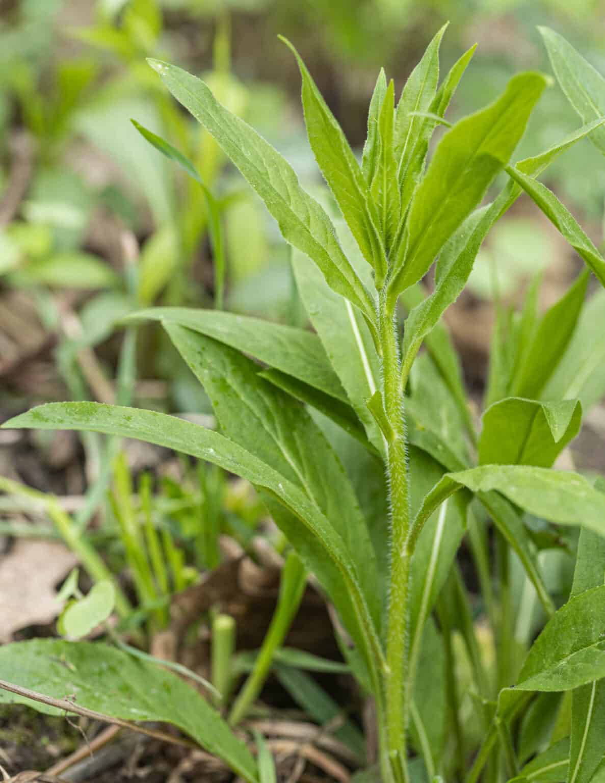 Dames Rocket: A Deliciously Invasive Plant - Forager | Chef