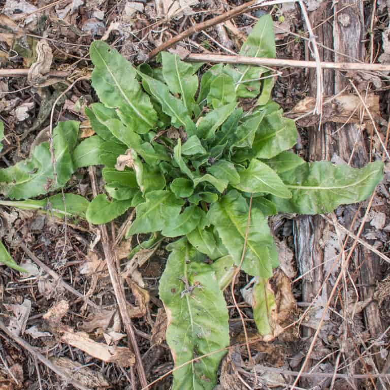 Dames Rocket: A Deliciously Invasive Plant - Forager | Chef