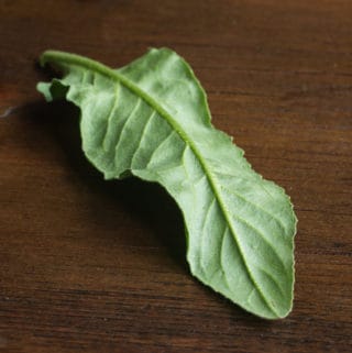Dames Rocket: A Deliciously Invasive Plant - Forager | Chef