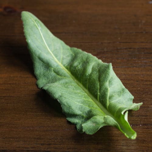 Dames Rocket: A Deliciously Invasive Plant - Forager | Chef