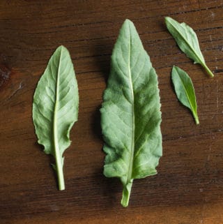 Dames Rocket: A Deliciously Invasive Plant - Forager | Chef