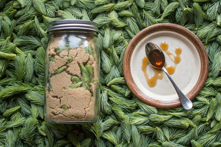 Spruce Tips: Harvesting, Cooking and Recipes - Forager | Chef