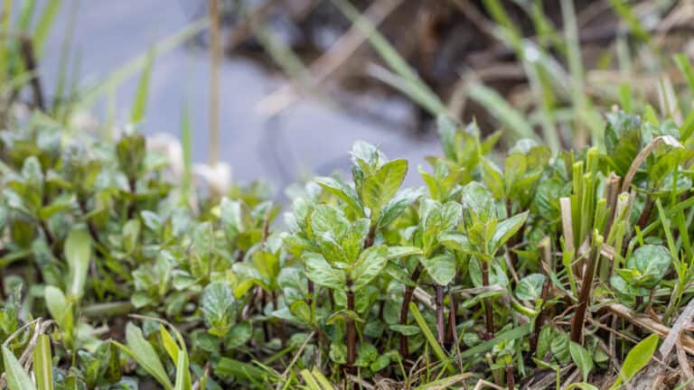 Simple Fiddlehead Fern Salad with Mint