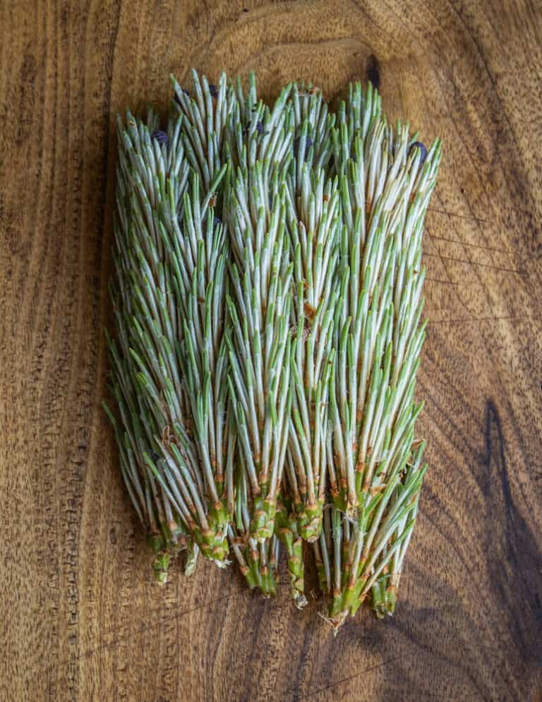 Classic Spruce Tip Syrup