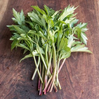 Foraging and Cooking Sochan or Cut-Leaf Coneflower Leaves