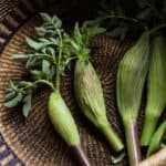 Angelica Recipes - Forager | Chef