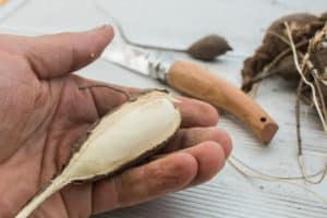 Foraging and Cooking Prairie Turnips (Thíŋpsiŋla) - Forager | Chef