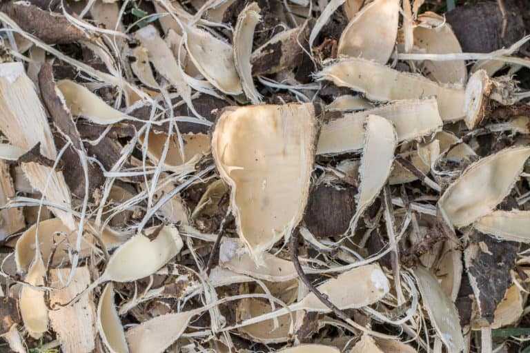 Foraging and Cooking Prairie Turnips (Thíŋpsiŋla) - Forager | Chef