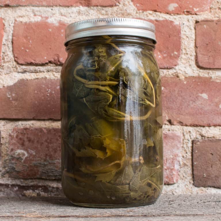 Pickled Grape Leaves Recipe (Fermented) - Forager | Chef
