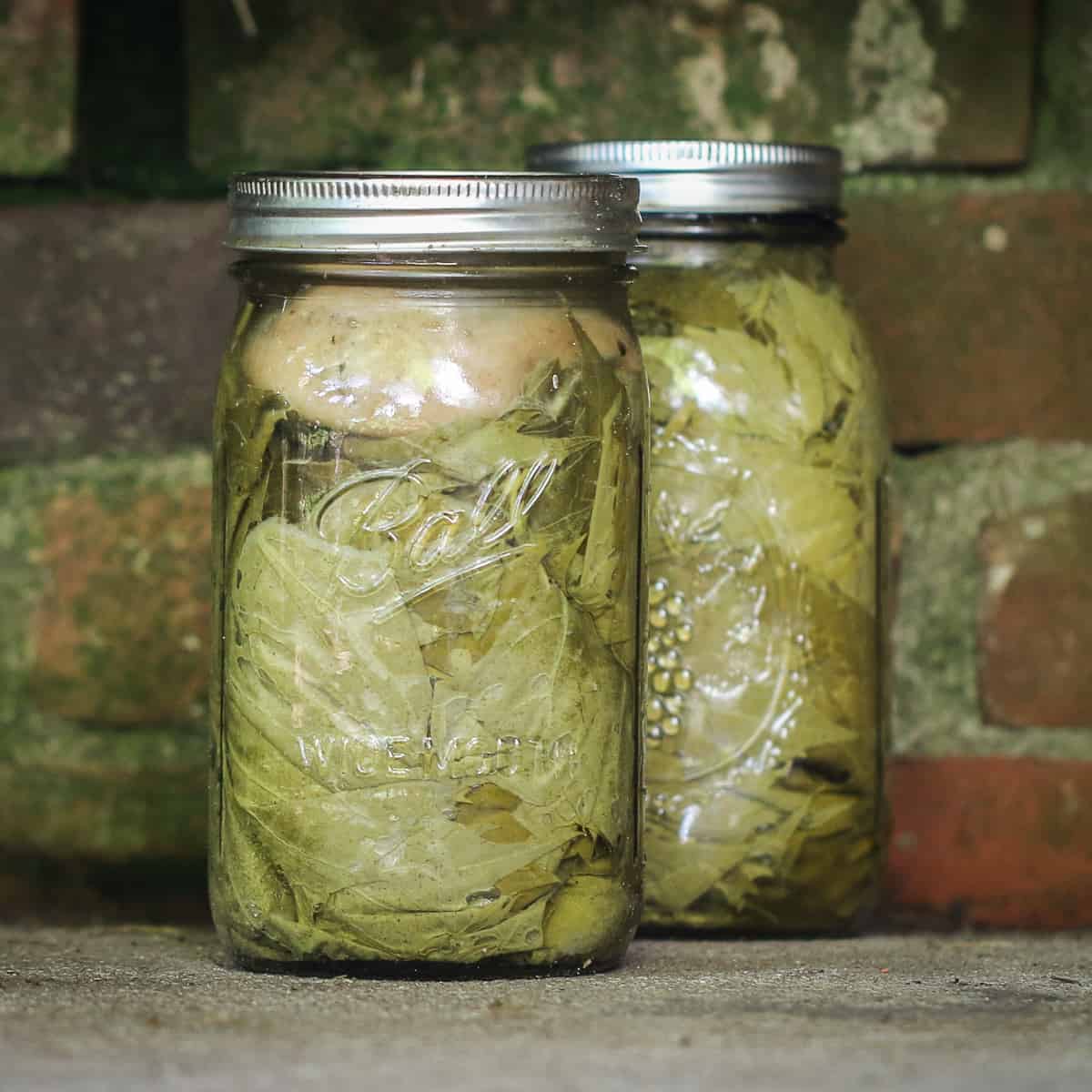 Pickled Grape Leaves Recipe (Fermented) - Forager | Chef