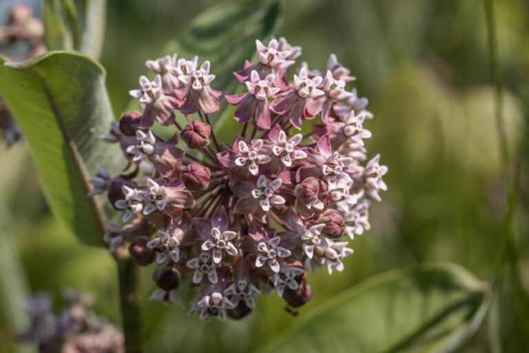 Forager's Guide to Milkweed