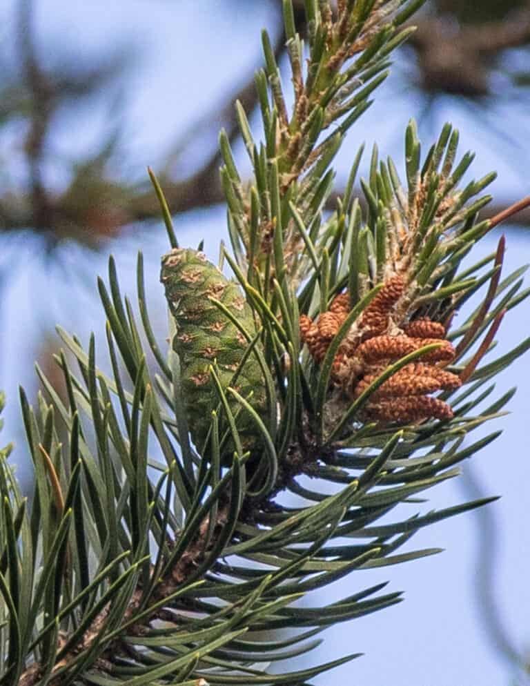 How to Make Traditional Mugolio, or Pine Cone Syrup
