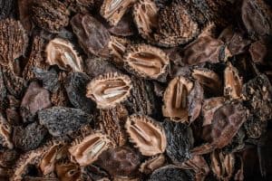 Foraging Butternuts or White Walnuts (Juglans cinerea)