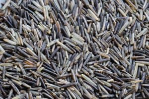 Wild Rice or Manoomin: A Buyers Guide - FORAGER | CHEF