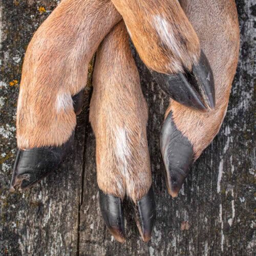 Venison - FORAGER | CHEF