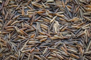 Wild Rice or Manoomin: A Buyers Guide - FORAGER | CHEF