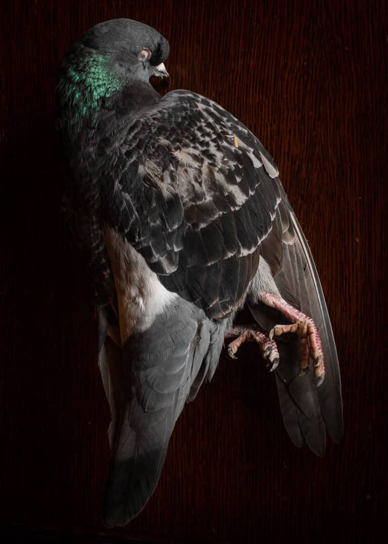 Sumerian Pigeon Soup
