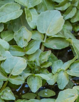 Wild Watercress: Harvesting, Safety, Cooking and Recipes