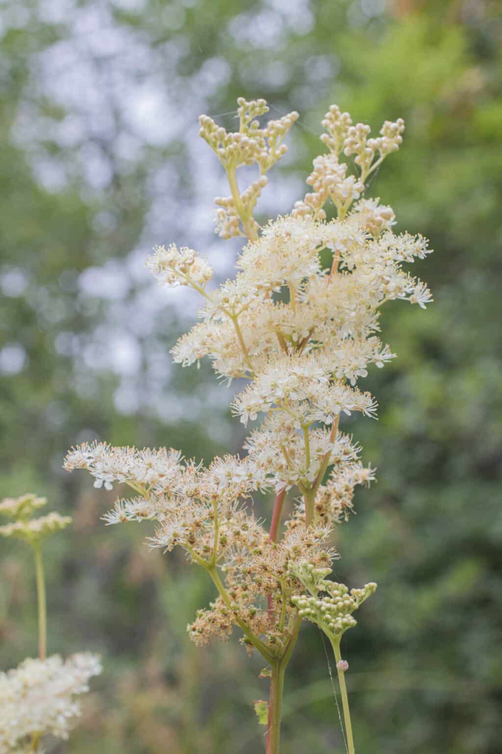 Foraging and Cooking Meadowsweet Flowers - Forager | Chef