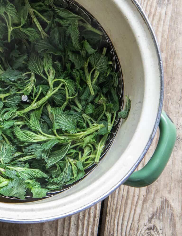 Stinging Nettles: Harvesting, Cooking and Recipes - Forager | Chef