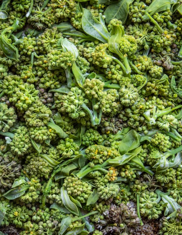 Milkweed Bud Huazontles Recipe - FORAGER | CHEF