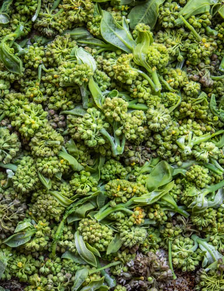 Milkweed Bud Huazontles Recipe - FORAGER | CHEF