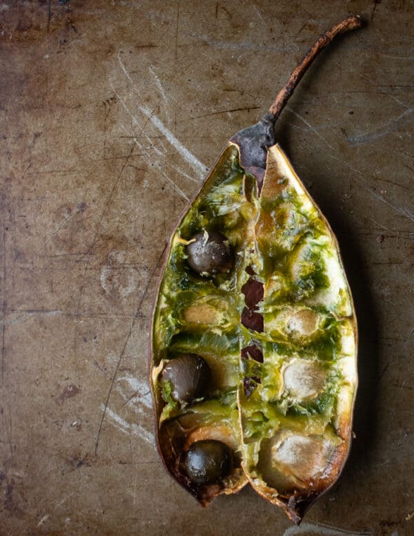 Foraging and Cooking Green Kentucky Coffee Beans