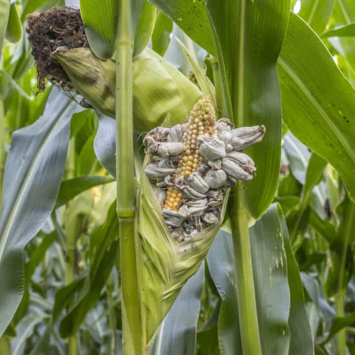 Huitlacoche or Corn Mushroom Recipes - Forager | Chef