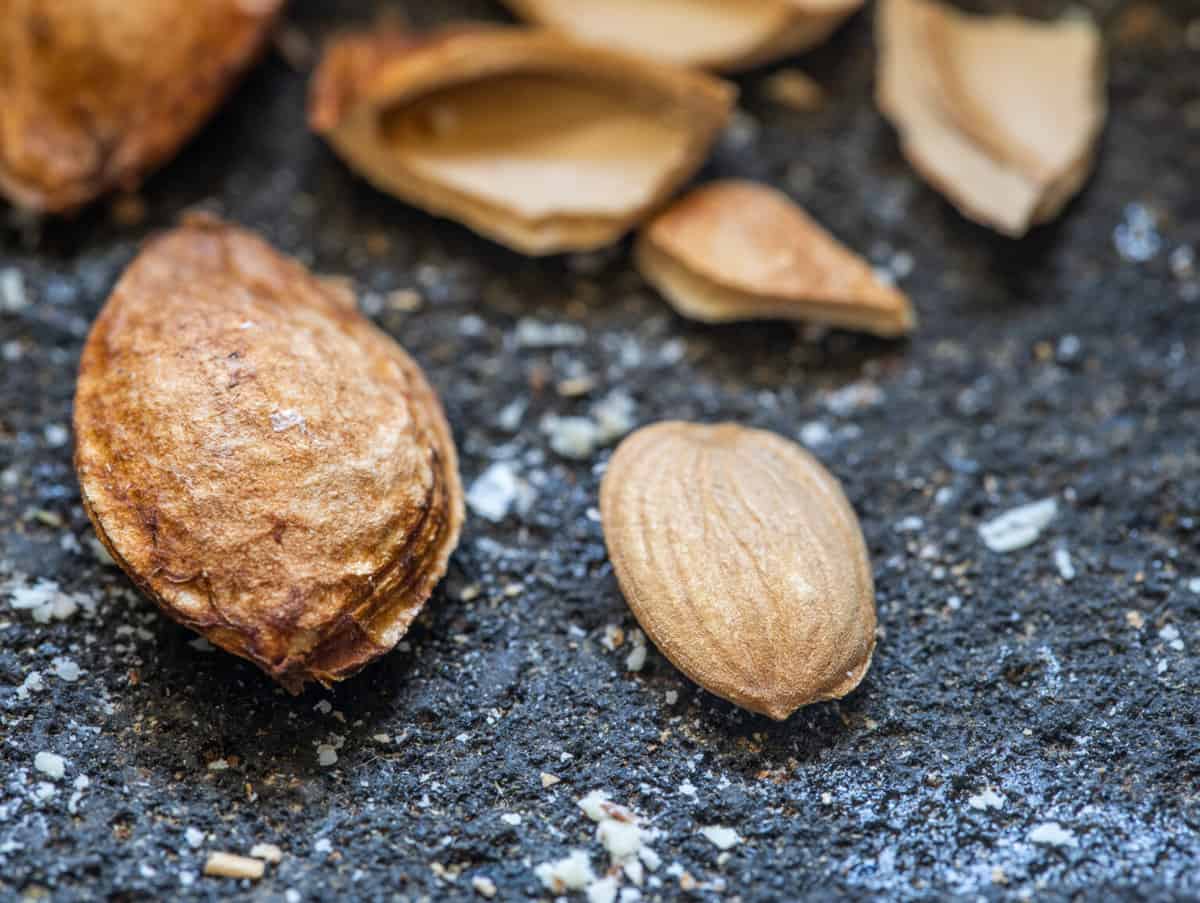 Cherry Pits: A Traditional Almond Seasoning - FORAGER | CHEF