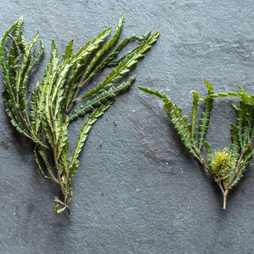 How to Taste a Landscape - FORAGER | CHEF