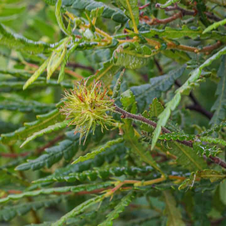 Sweet Fern Recipes - Forager | Chef