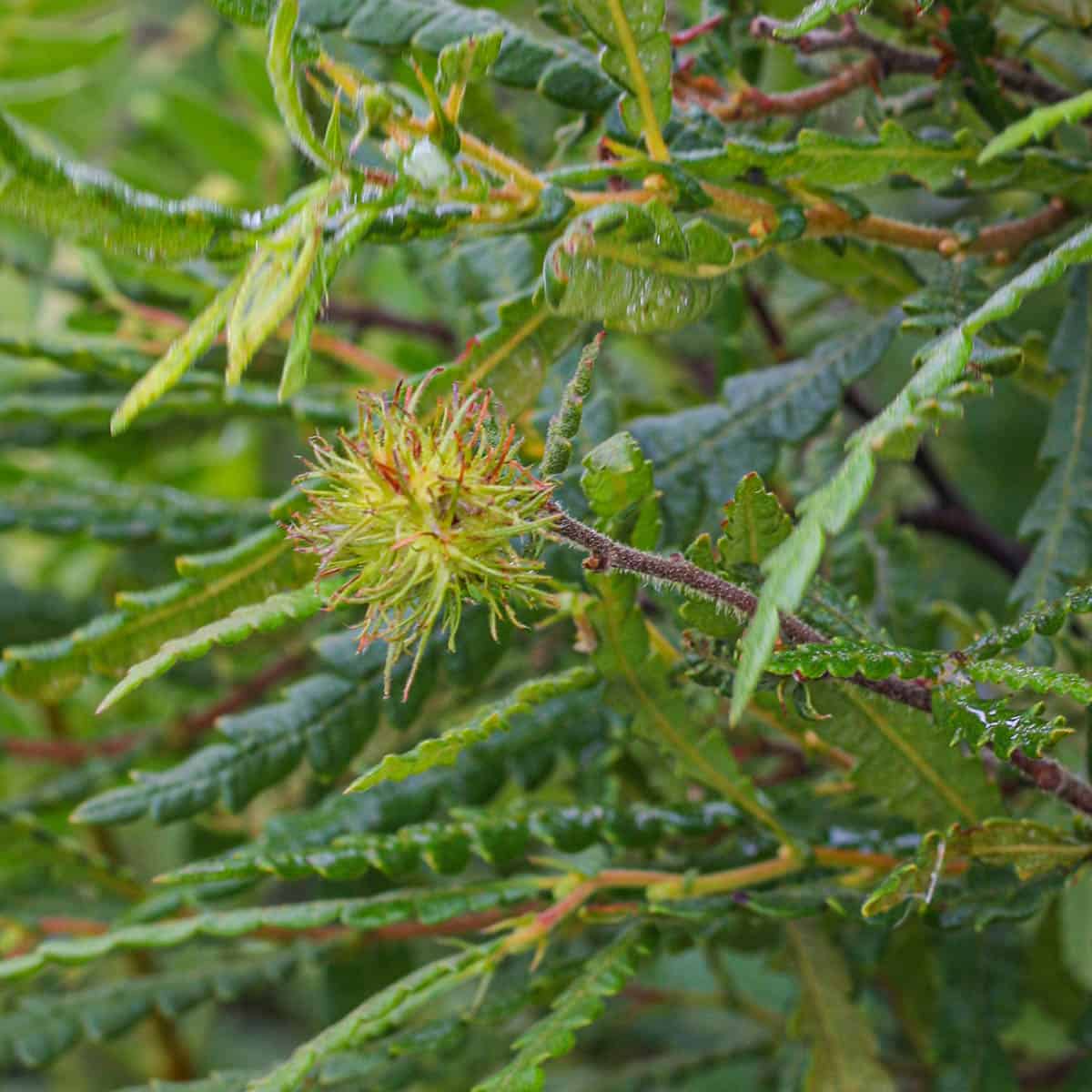 The Forager's Guide to Sweetfern - Forager | Chef
