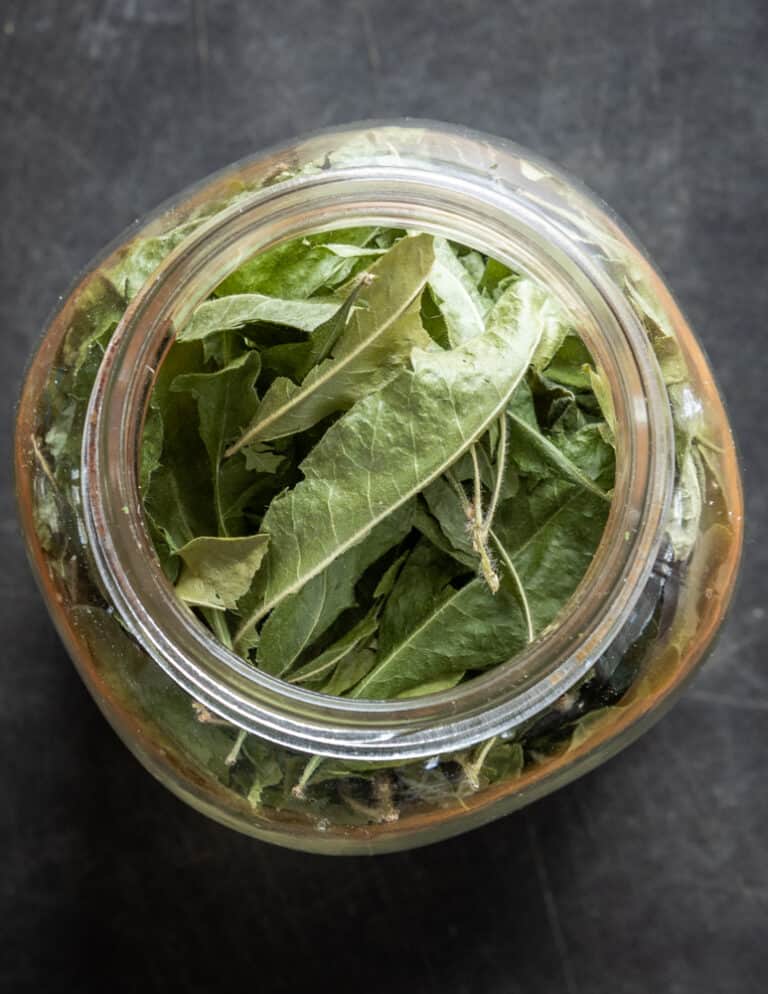 The Forager's Guide to Sweetfern - Forager | Chef