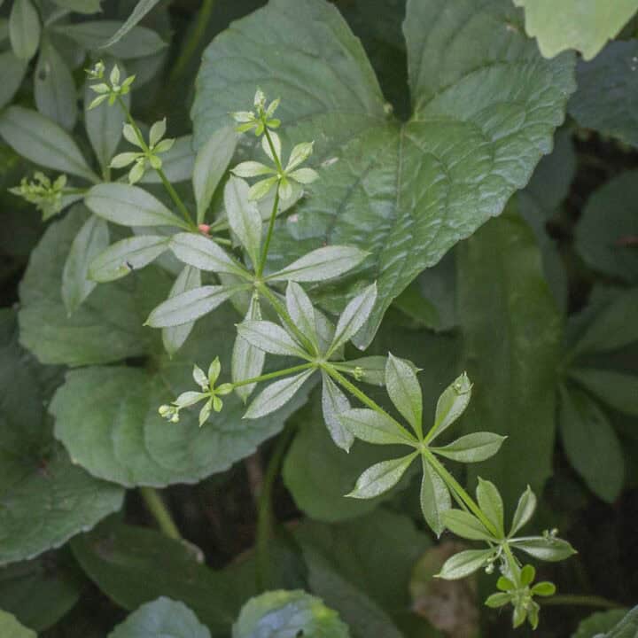Sweet-Scented Galium: A Wild Vanilla Substitute- Forager | Chef