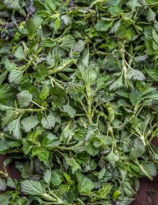 Stinging Nettles: Harvesting, Cooking and Recipes - Forager | Chef