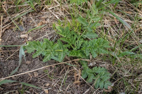 Wild Parsnip: Harvesting, Cooking, and Safety - Forager | Chef