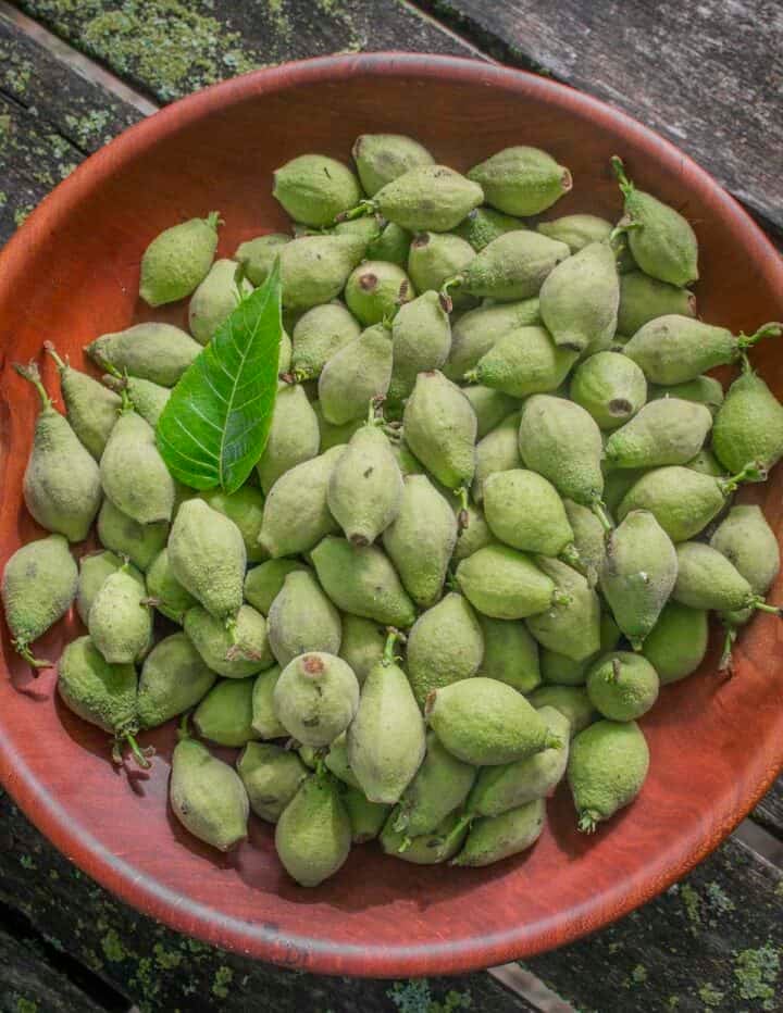 Walnut Wine / Vin de Noix (Recipe) - Forager | Chef