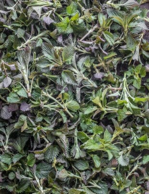 Turkish Nettle Salad (Isirgan Salatasi)
