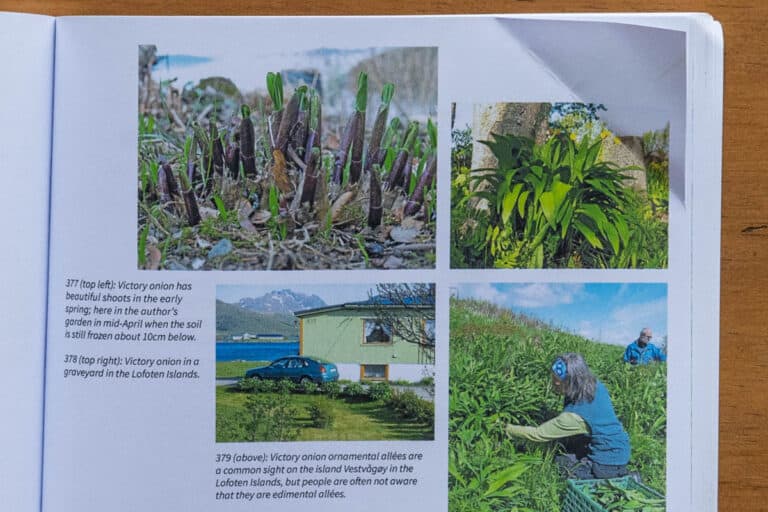 Cheremsha: Fermented Wild Onion Leaves (Черемша)