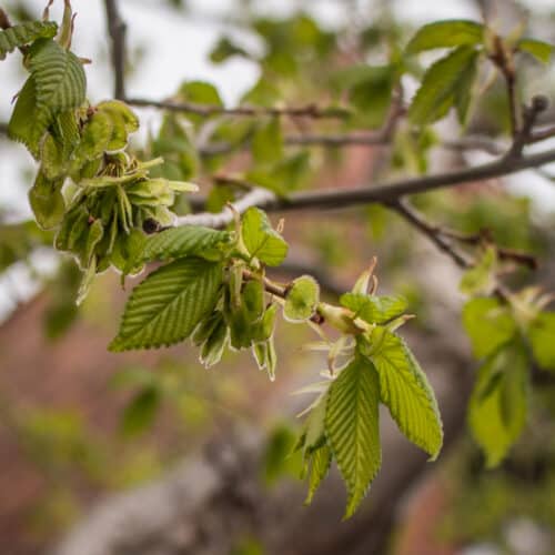 Elm Samaras: Delicious, Edible Tree Seeds