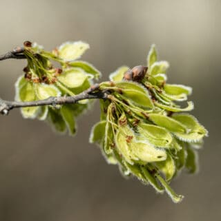 Elm Samaras: Delicious, Edible Tree Seeds