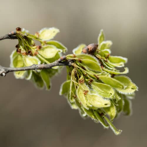 Elm Samaras: Delicious, Edible Tree Seeds